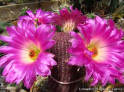 Echinocereus rigidissimus v rubrispinus - 10 semenki