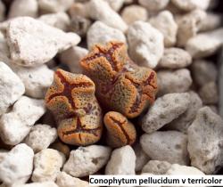 Conophytum pellucidum v terricolor - 10 semenki