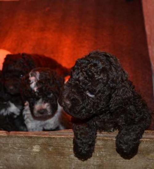 Lagotto Romagnolo štenci