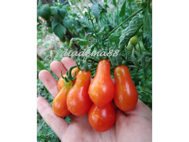 Paradajz `Red Pear` (Crvena kruška), 15 semena