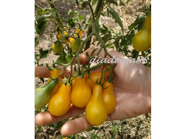 Paradajz `Yellow Pear` (Žuta kruška), 15 semena