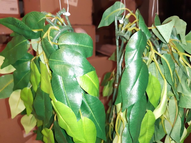 Jungle plant - fikus dekoracija iguana exo terra