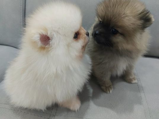 Pomeranac