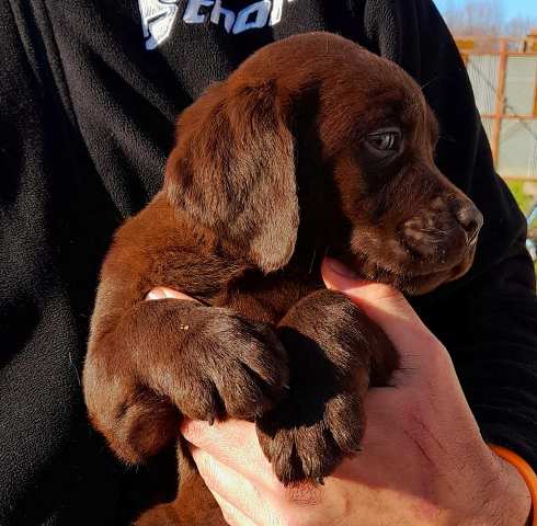 Čokoladni labrador štenci