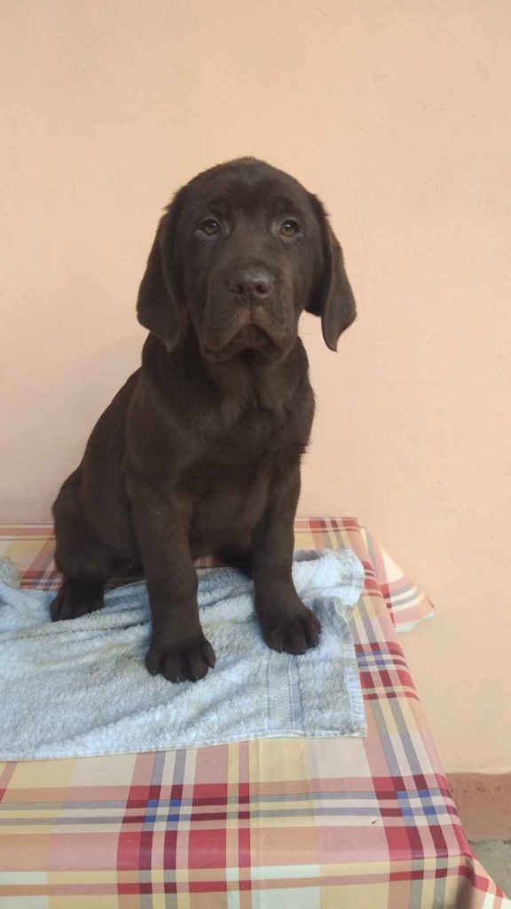 Labrador Retriver štenci čokoladni Povoljno