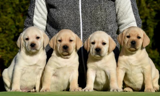 Labrador Retriver čokoladni, crni i žuti štenci