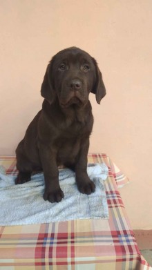 Labrador retriver štenci čokoladni povoljno