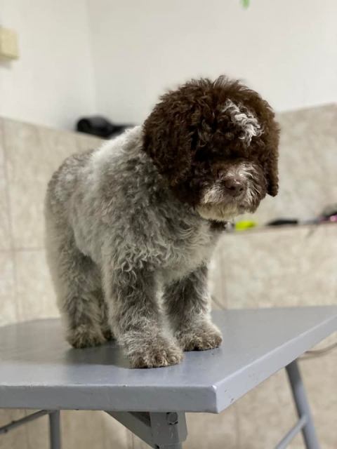 Lagotto Romagnolo štenci