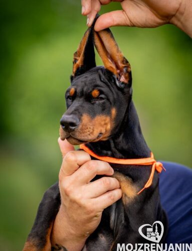 Doberman štenci