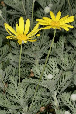 Euryops pectinatus (seme)