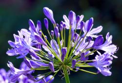 Afrički ljiljan - Agapanthus africanus (seme)