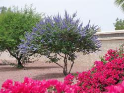 Vitex agnus-castus Konopljika (seme)