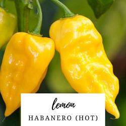 Lemon habanero (seme)