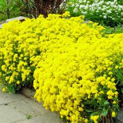 Alyssum saxatilis (seme)