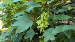 Acer pseudoplatanus (seme)