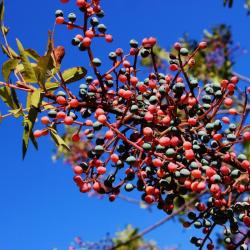 Pistacia terebinthus (seme)