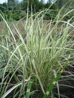 Miscanthus sinensis Variegata