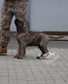 Presa canario stenci