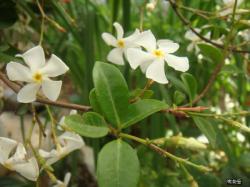 Trachelospermum jasminoides (seme) Star Jasmin