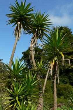 Yucca aloifolia (seme)