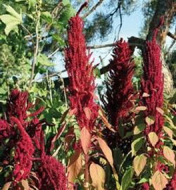 Amarant (seme) Amaranth