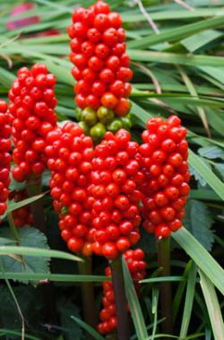 Arum maculatum (seme) Kozlac