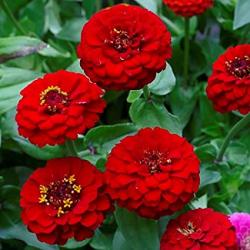 Zinnia elegans (seme) Crveni Lepi covek