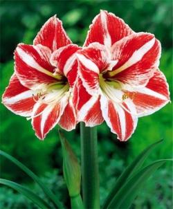 Amarilis - Amaryllis Fairy Tale (seme)