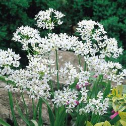 Allium Neapolitanum - Ukrasni luk (seme)