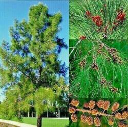 Australijski bor - Casuarina equisetifolia (seme)