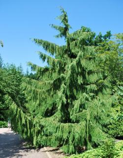 Cupressus nootkatensis - Aljaski Cempres RARITET! (seme)