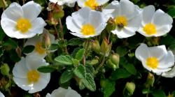 Cistus salvifolius (seme)