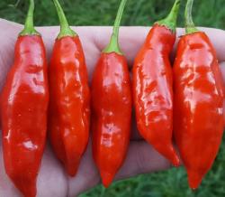 Aji Rojo Cili paprika (seme)