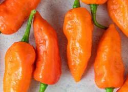 JOLOKIA Orange Heirloom Cili paprika (seme)