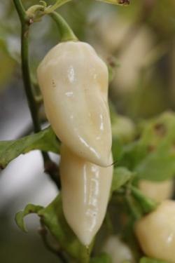 Naga Bhut Jolokia (Ghost) Chilli WHITE