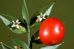 RUSCUS aculeatus - Veprina (seme)