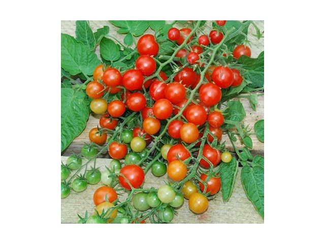 Paradajz `Sweat Pea` (Sitni crveni čeri), 15 semena