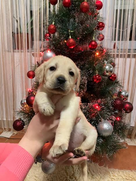 Štenci labrador retrivera