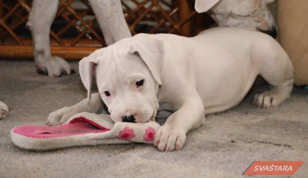 Dogo argentino i bulterijer štenci na prodaju