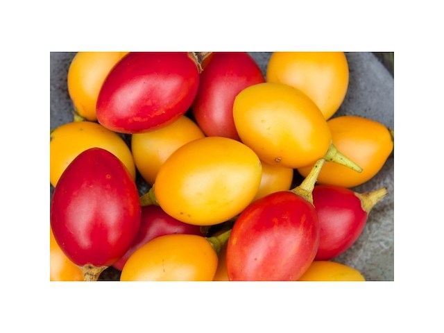 Tamarillo ZUTI Drvo paradajz - Tamarilo Solanum betaceu