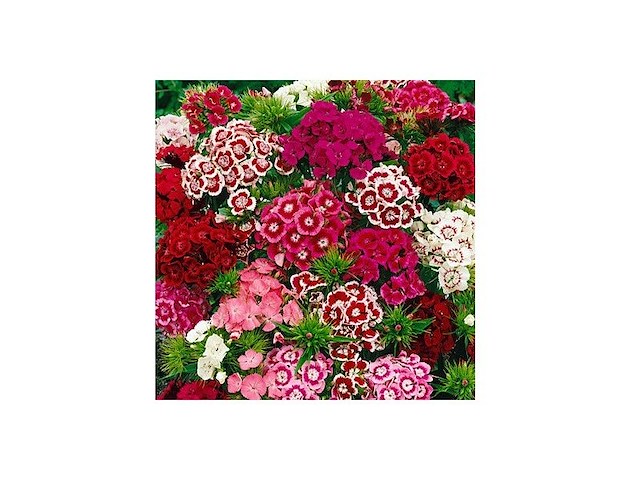 Turski karanfil MIX (seme) Dianthus barbatus