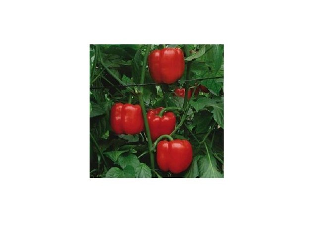 Crvena kvadratna paprika (seme) Quadrato D`asti Rosso