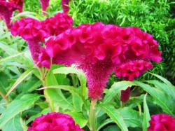 Celosia cristata (seme)