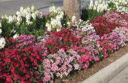 Karanfil kineski (seme) Dianthus chinensis