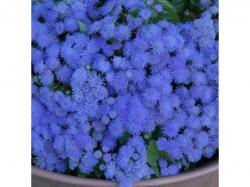 Ageratum poustonianum (seme)