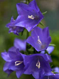 Campanula (seme) Zvoncic