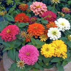 Zinnia elegans (seme) mix Cinija Lepi Glisa