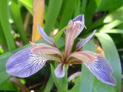 Iris foetidissima (seme)