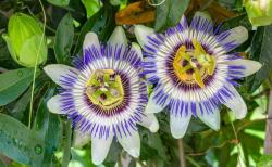 Passiflora caerulea (seme)