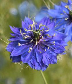 Nigella damascena - Devojka u zelenom Plava (seme)